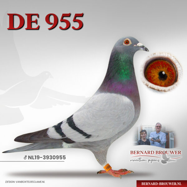 NL19-3930955 - Bernard Brouwer